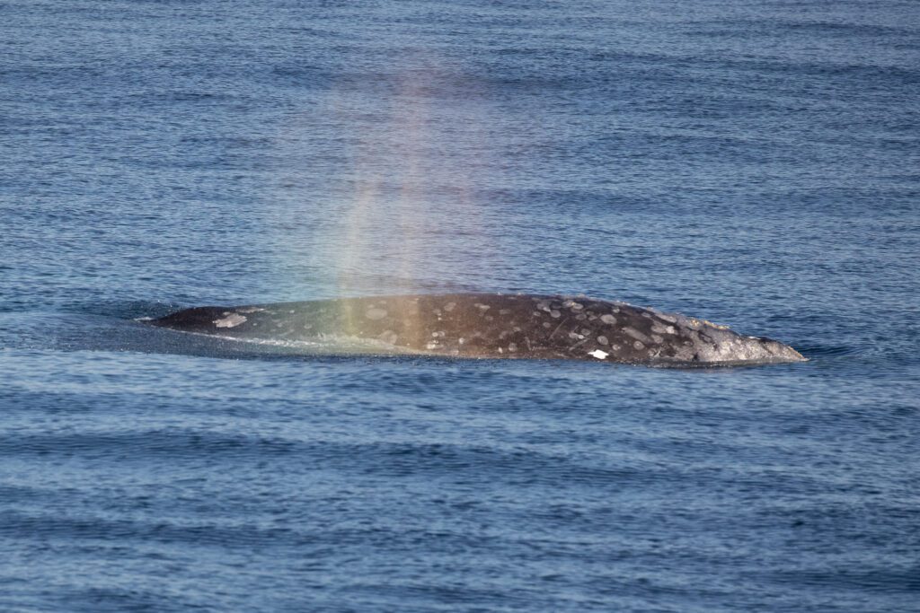 State Coastal Conservancy – Ocean Connectors