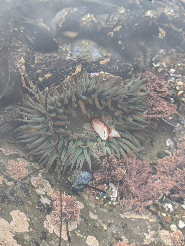 Tide Pool Exploration – Ocean Connectors