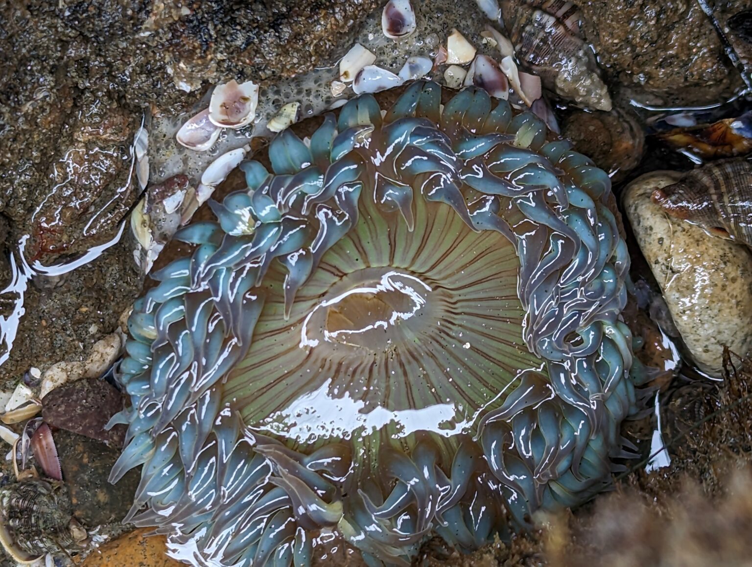Tide Pool Exploration – Ocean Connectors