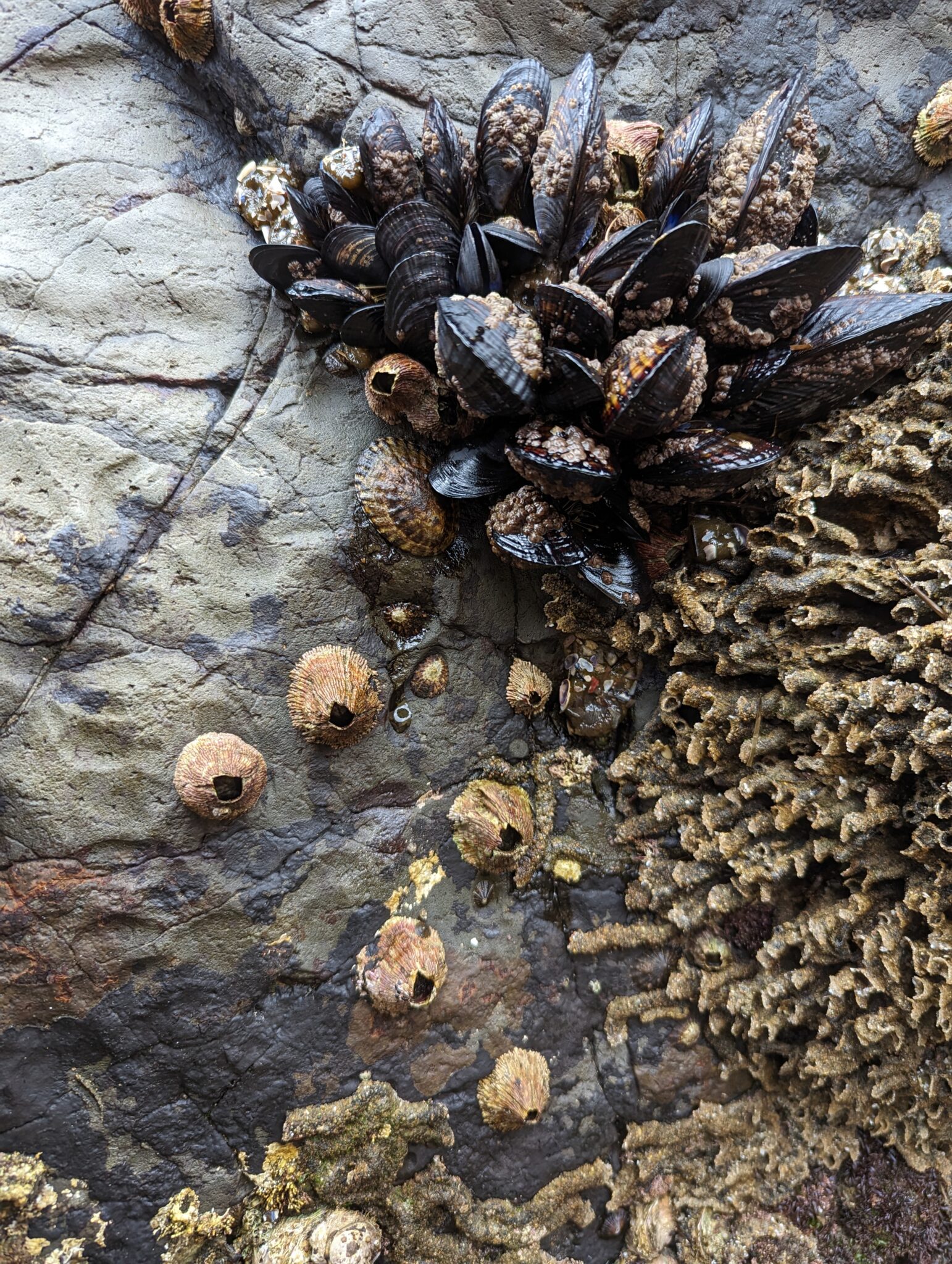 Tide Pool Exploration – Ocean Connectors