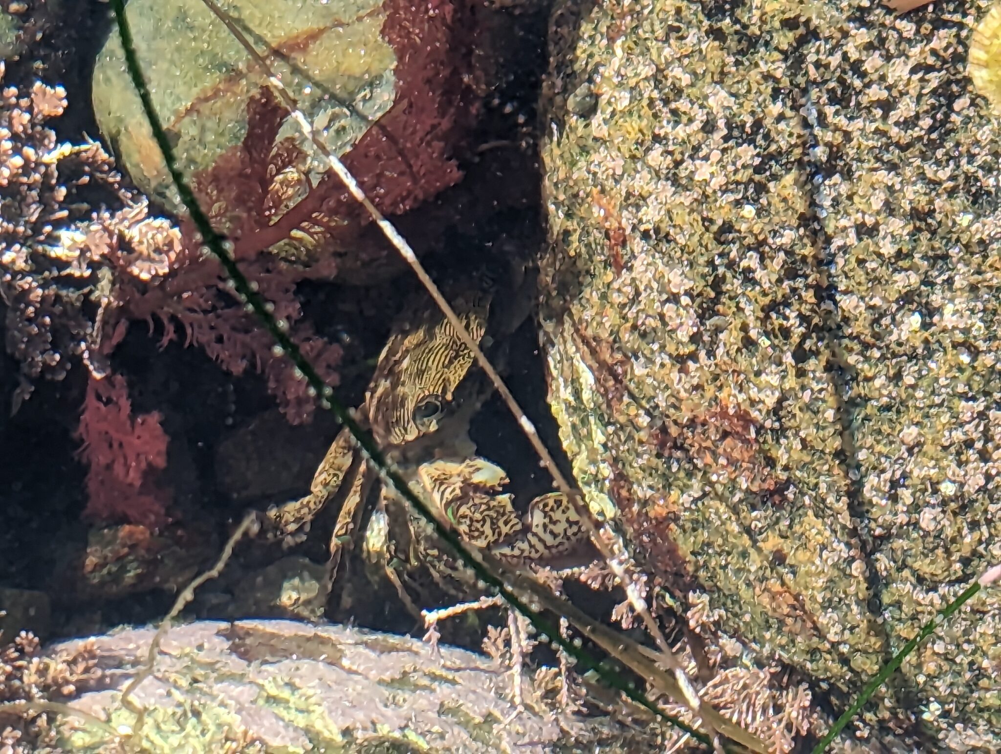 Tide Pool Exploration – Ocean Connectors