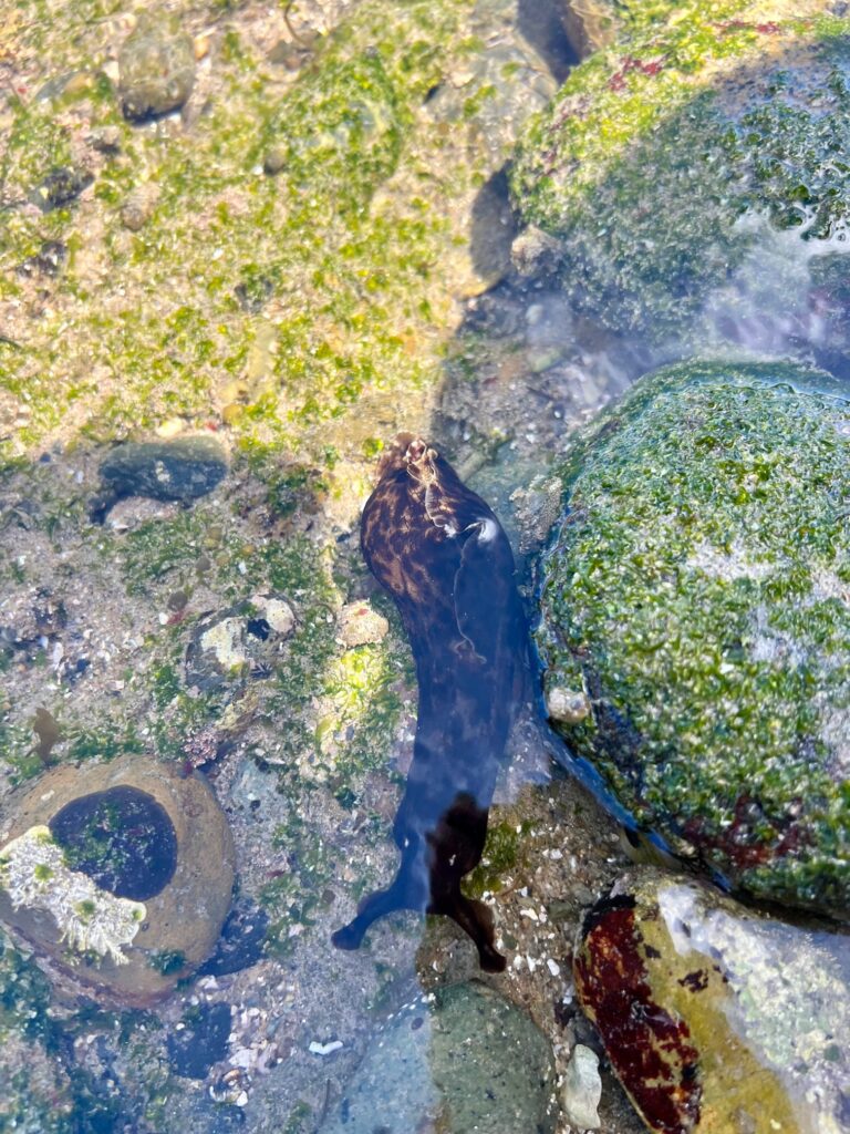 Tide Pool Exploration – Ocean Connectors