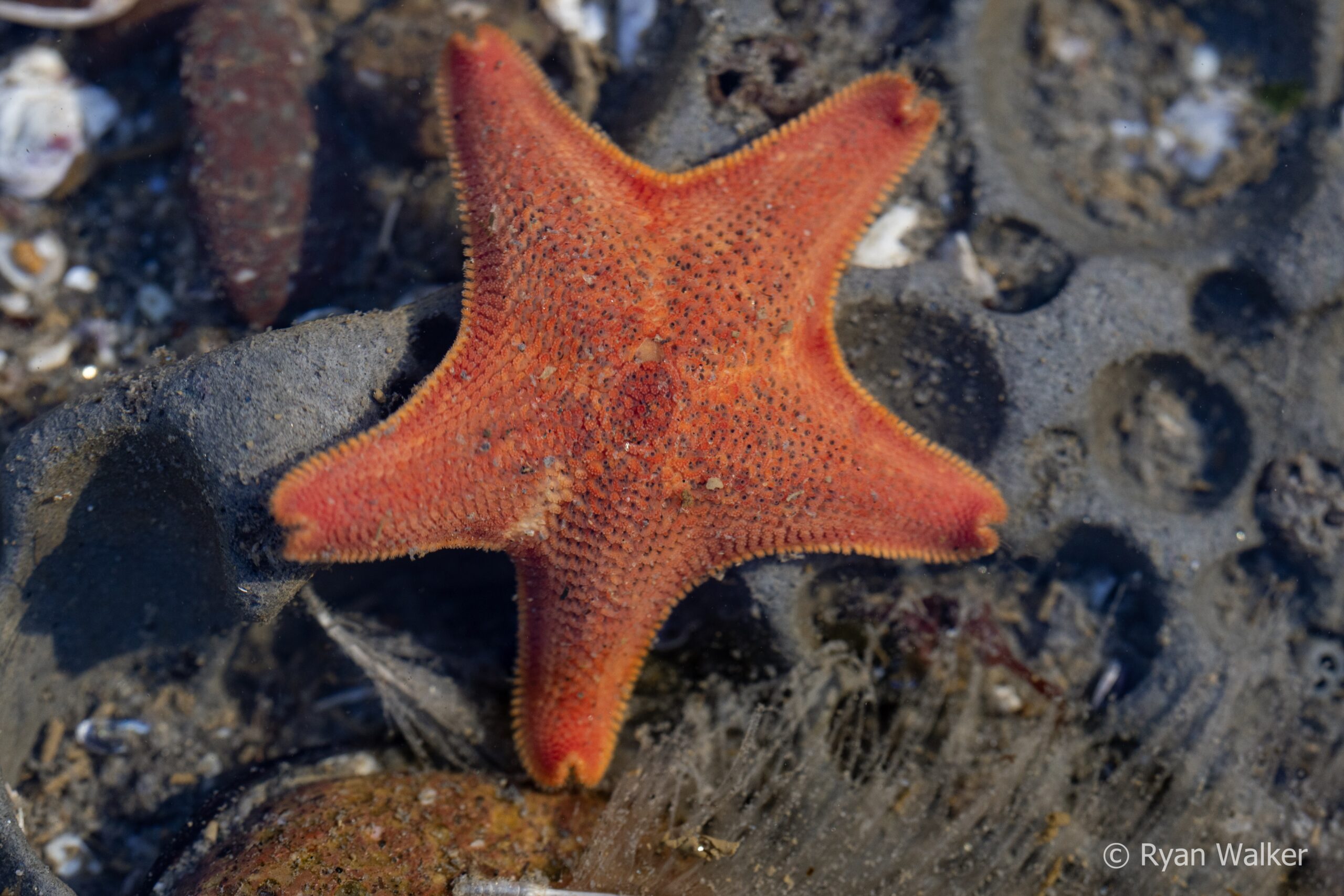 Tide Pool Exploration – Ocean Connectors